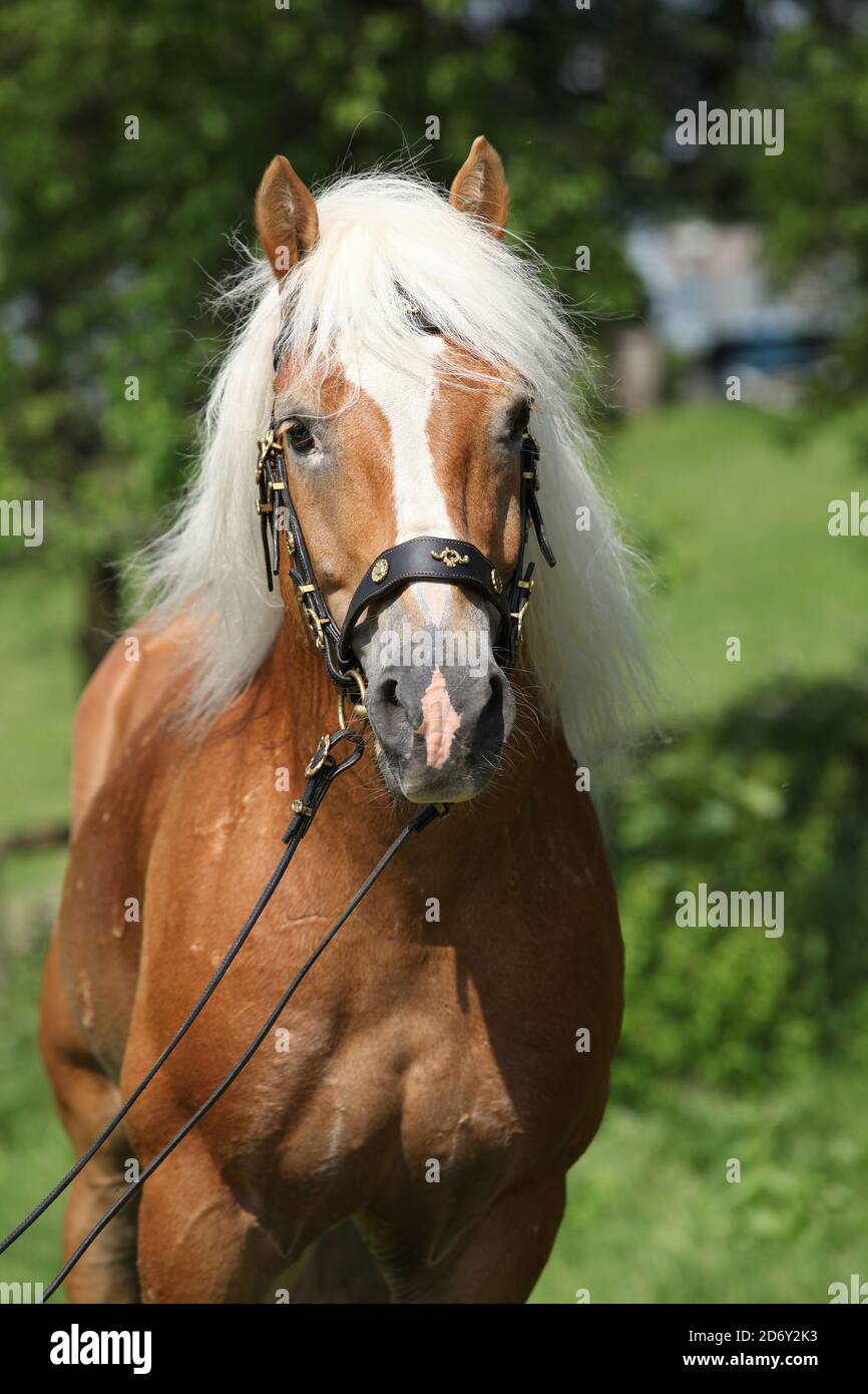 Potrait of beautiful haflinger stallion with nice bridle Stock Photo ...