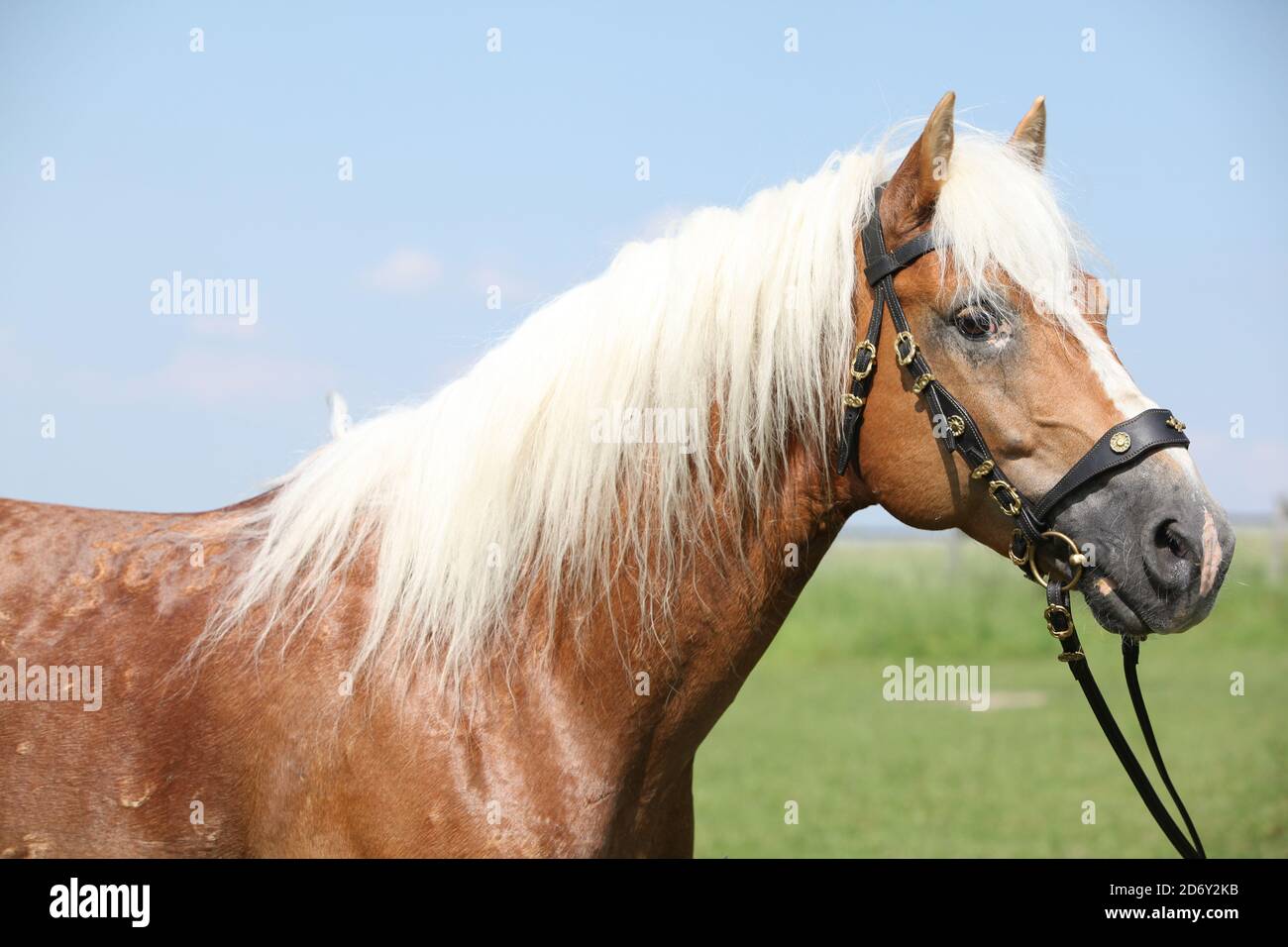 Potrait of beautiful haflinger stallion with nice bridle Stock Photo ...