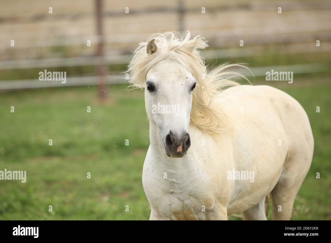 White pony moving on pasturage in the evening Stock Photo - Alamy
