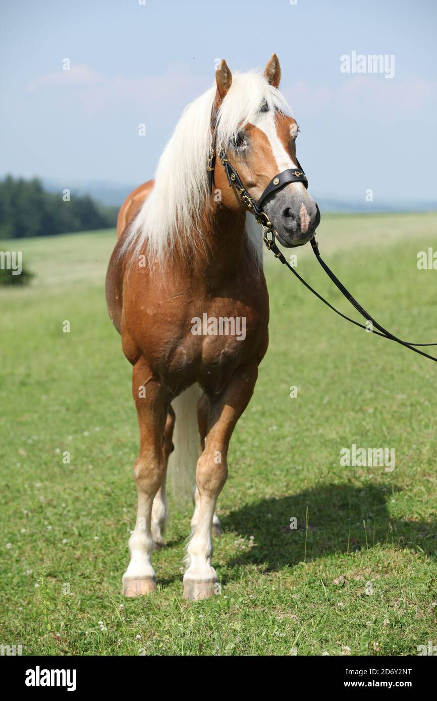 Potrait of beautiful haflinger stallion with nice bridle Stock Photo ...