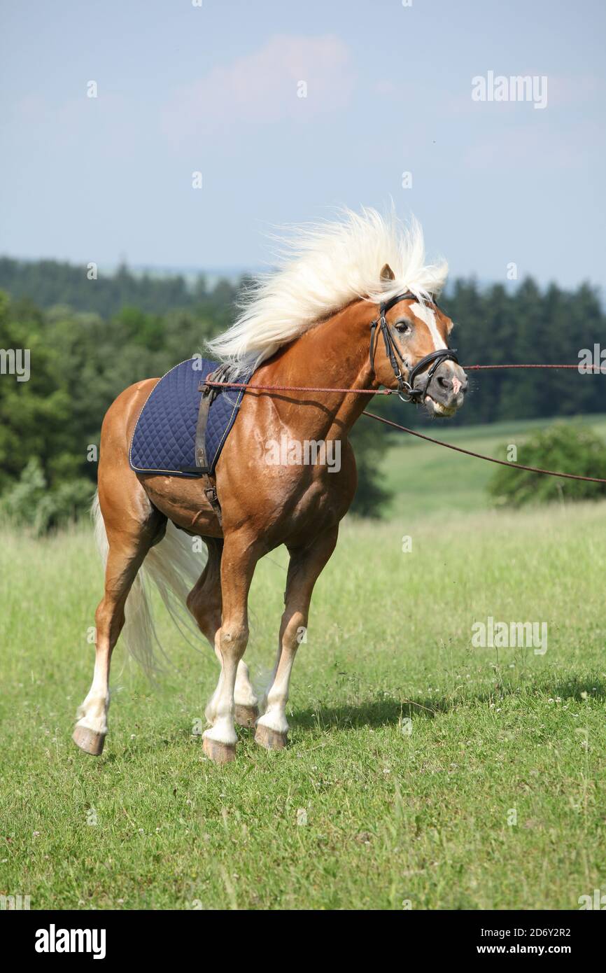 Amazing haflinger stallion prancing in beautiful summer nature Stock ...