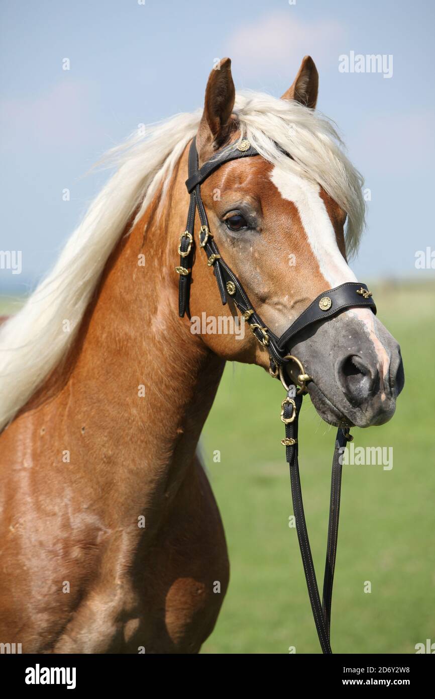Potrait of beautiful haflinger stallion with nice bridle Stock Photo ...