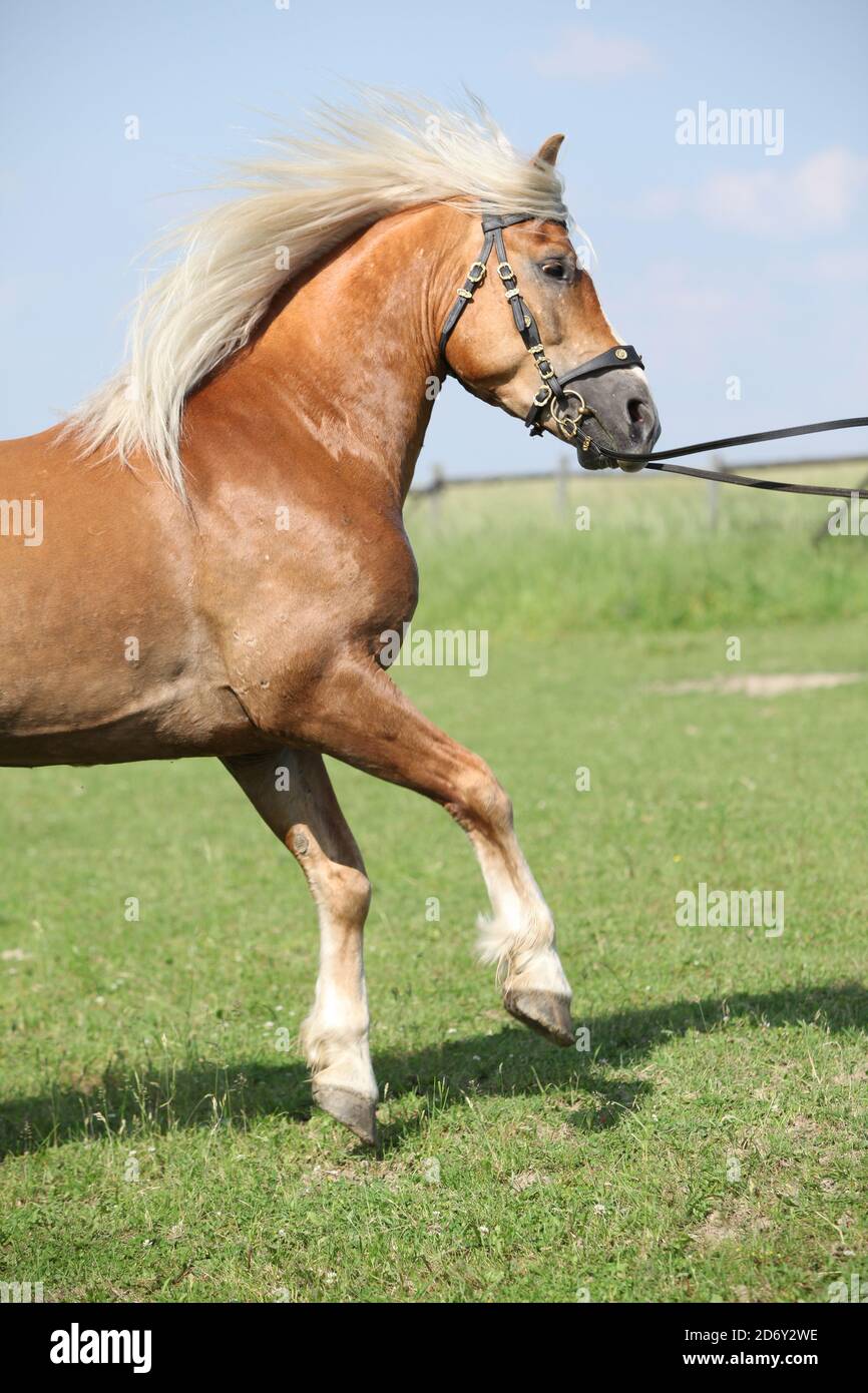 Amazing haflinger stallion prancing in beautiful summer nature Stock ...