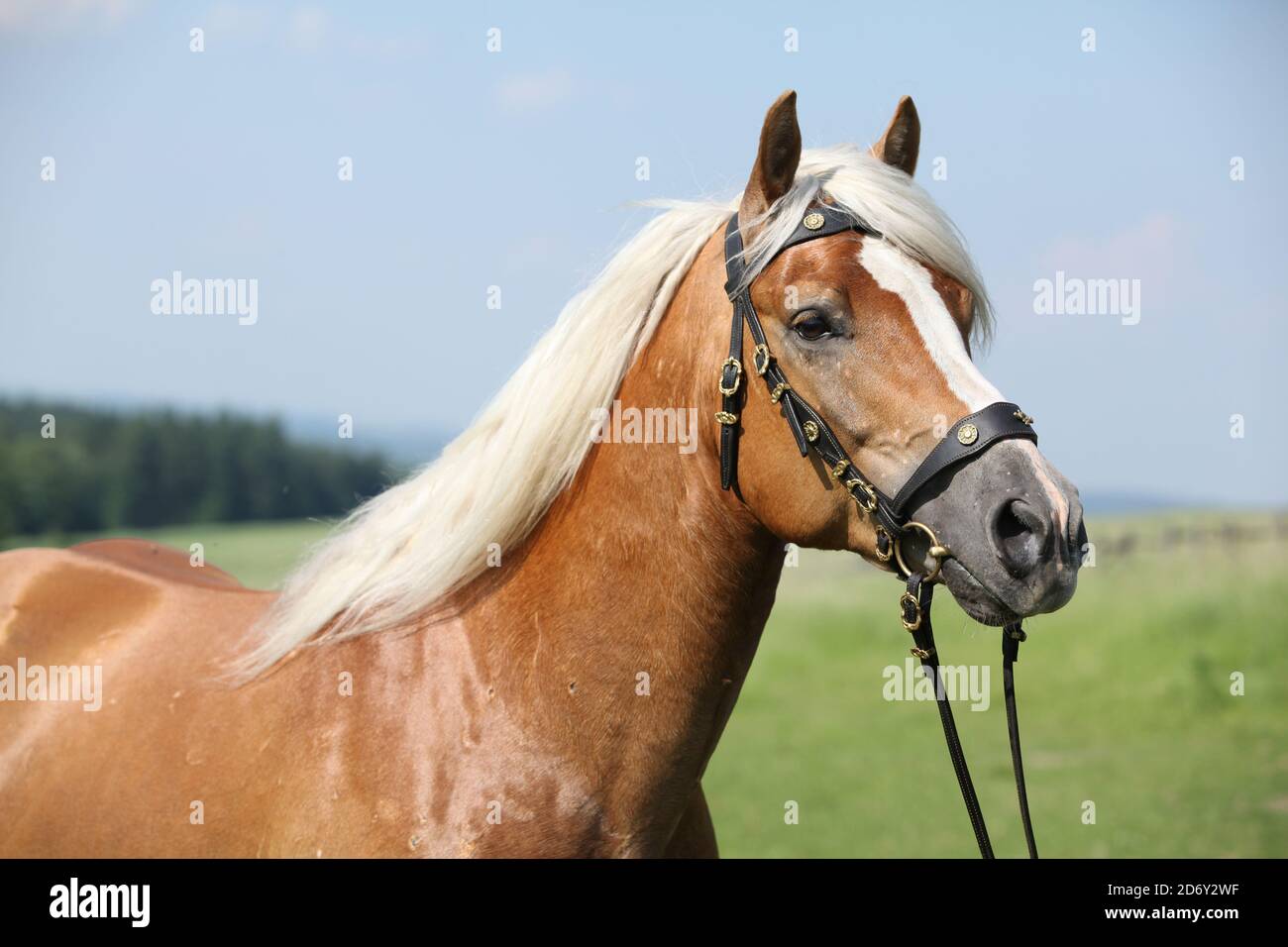Potrait of beautiful haflinger stallion with nice bridle Stock Photo ...