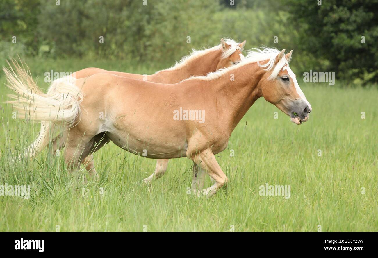 Nice haflinger with blond mane running in freedom Stock Photo - Alamy