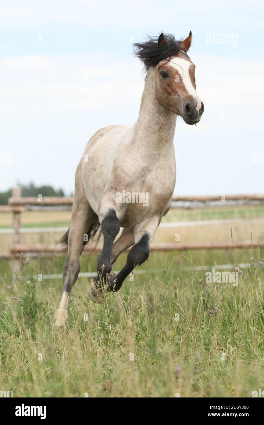 Welsh pony running on pasturage alone in summer Stock Photo - Alamy