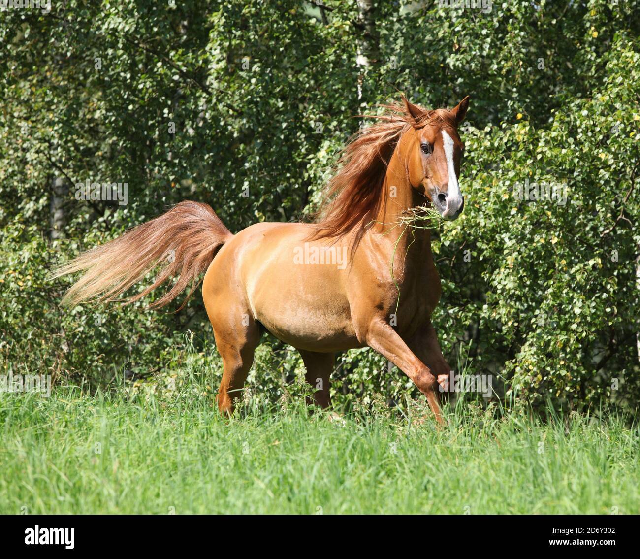 Arabian horse running hi-res stock photography and images - Alamy