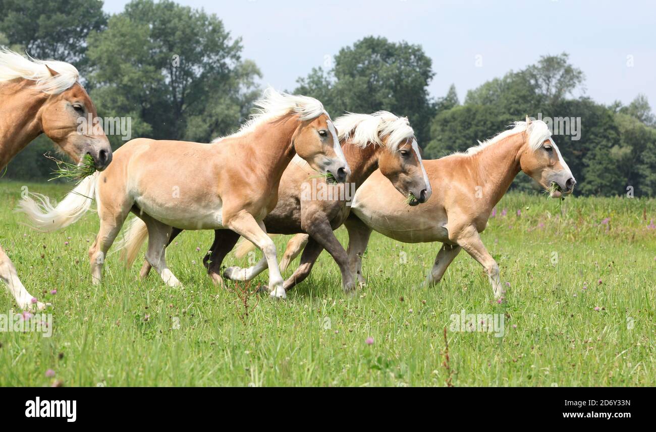Batch of haflingers running in total freedom Stock Photo - Alamy