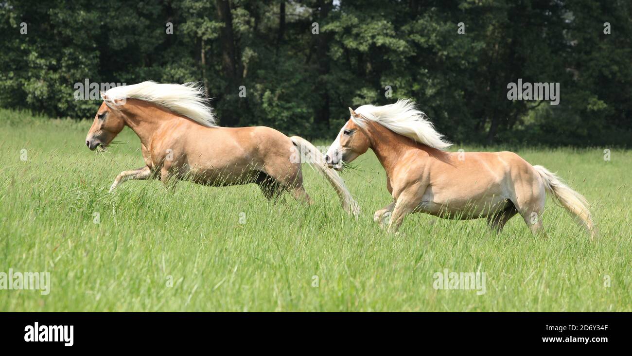 Haflingers hi-res stock photography and images - Alamy