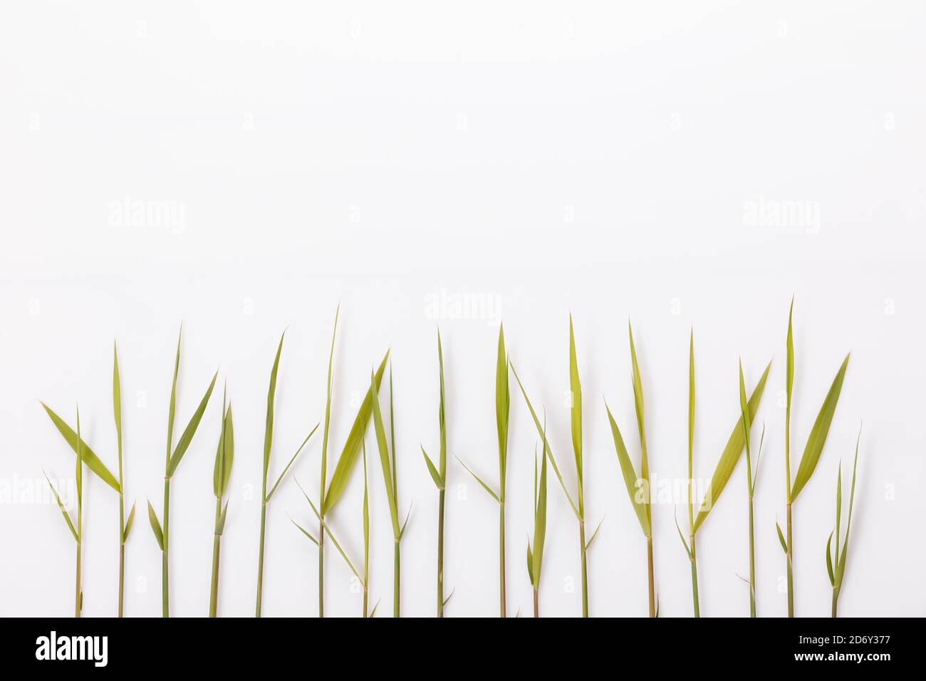Common reed or southern reed on white background Stock Photo - Alamy
