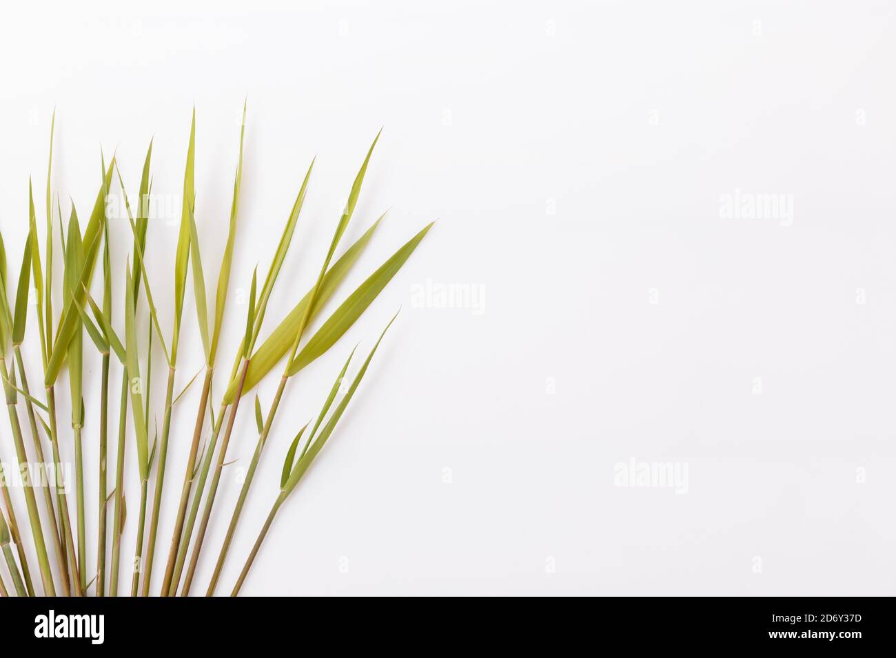 Cane panicle hi-res stock photography and images - Alamy