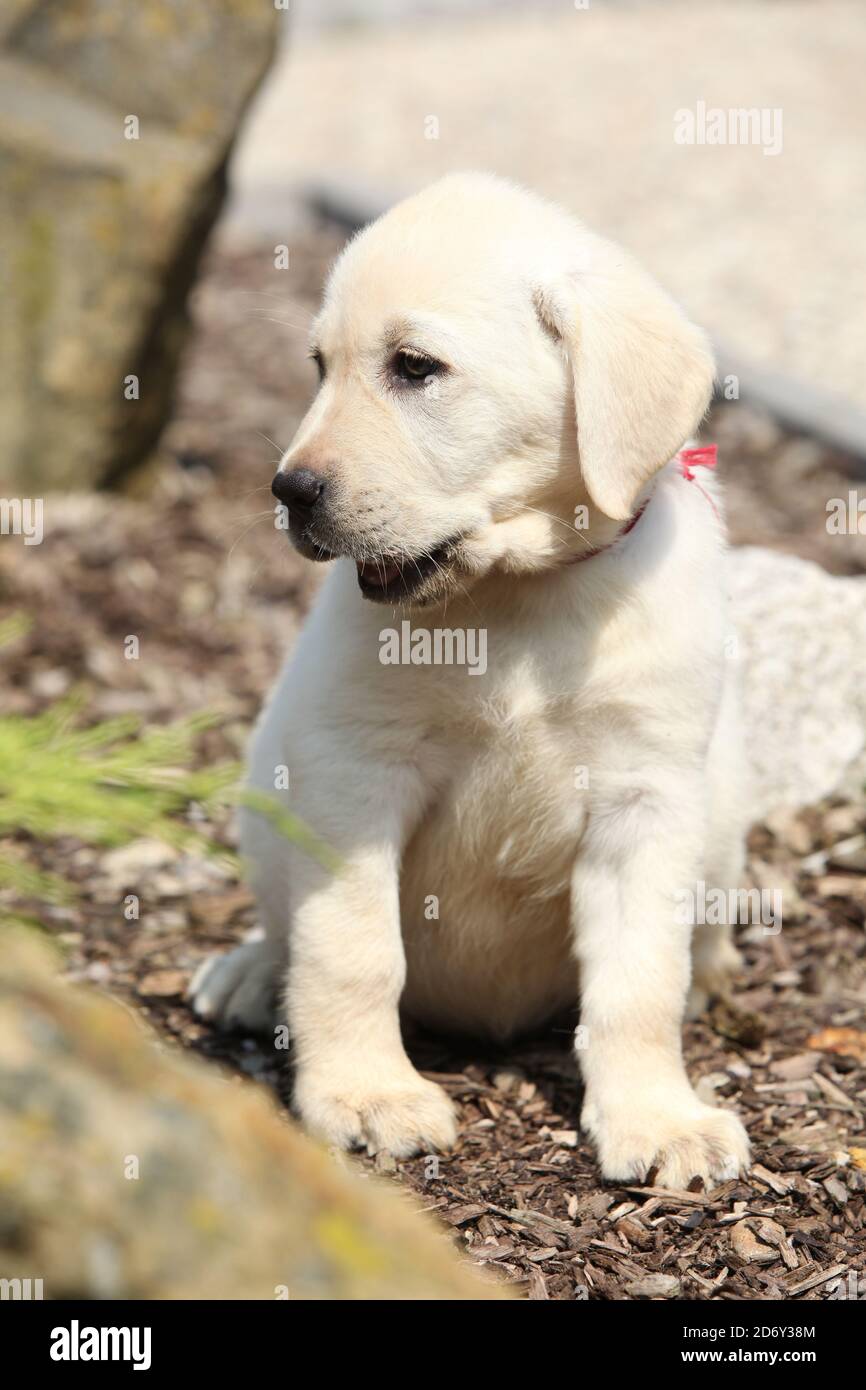 Beautiful creme labrador puppy in beautiful garden Stock Photo - Alamy