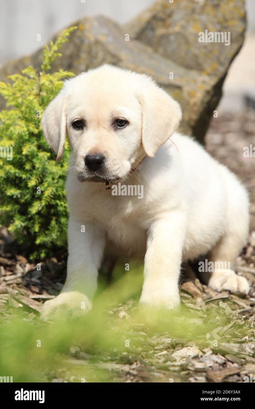 Beautiful creme labrador puppy in beautiful garden Stock Photo - Alamy