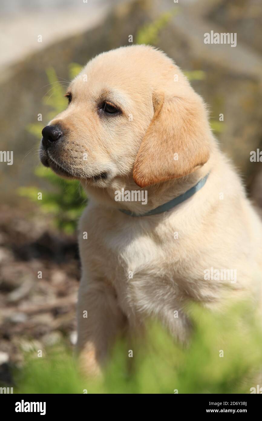 Beautiful creme labrador puppy in beautiful garden Stock Photo - Alamy