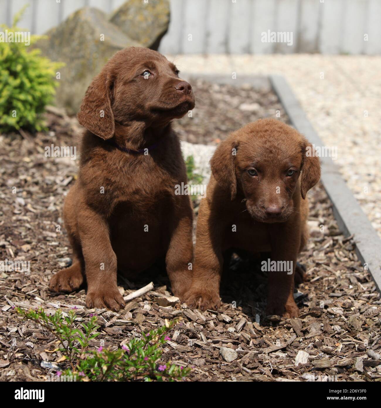 Adorable puppies of chesapeake bay retriever in the garden Stock Photo ...