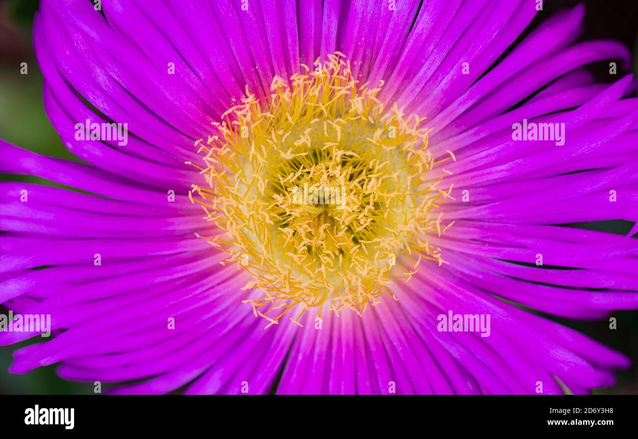 Top macro view of open pink flower Stock Photo - Alamy