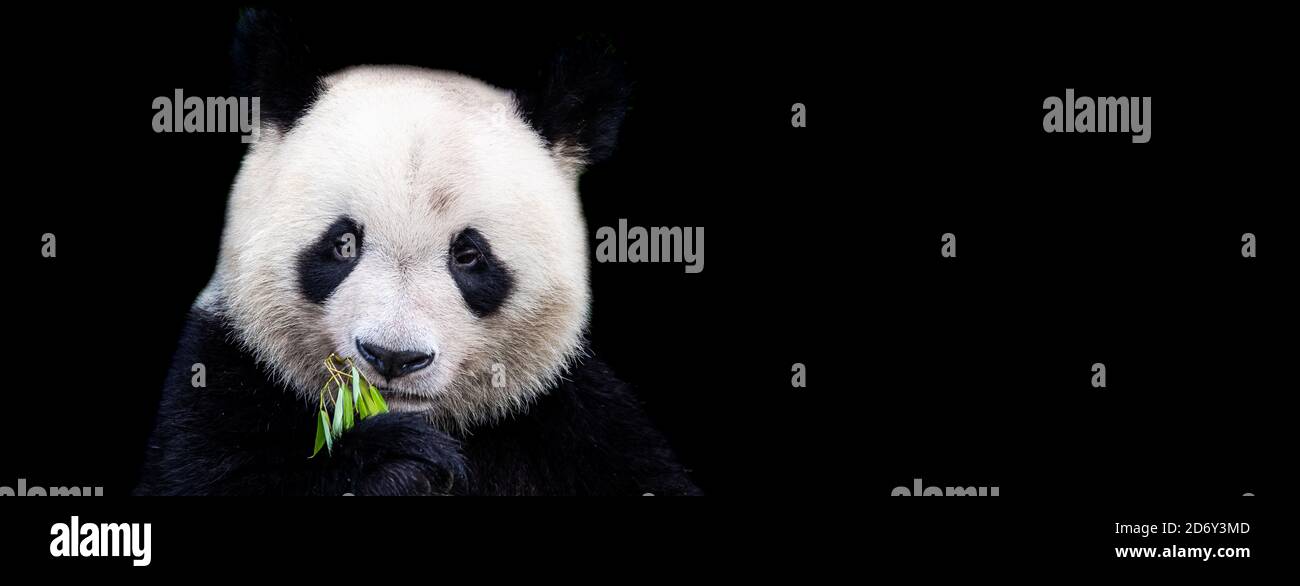 Template of Portrait of panda with a black background Stock Photo - Alamy