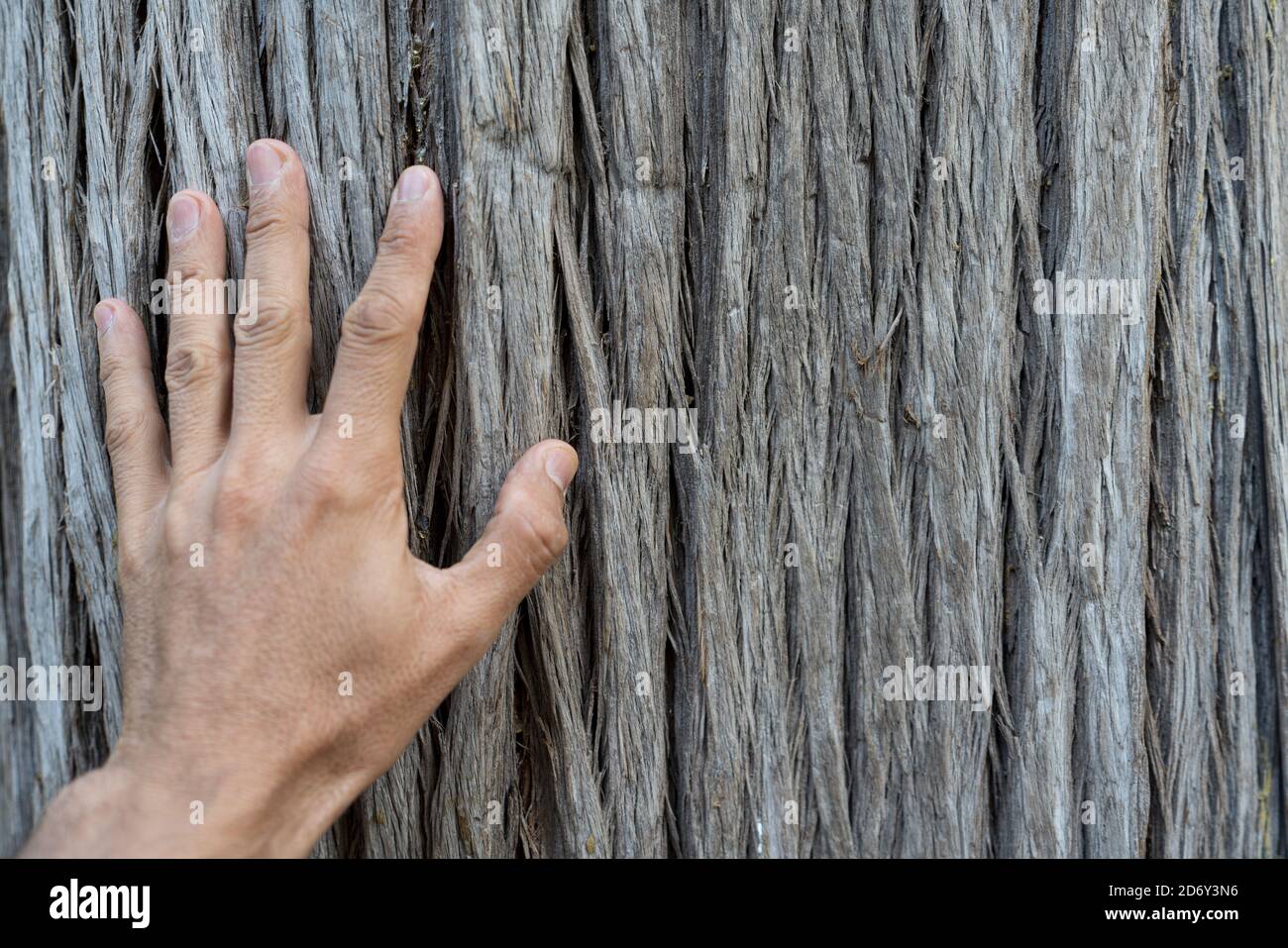 Tree trunk and left and over it, focus on trunk Stock Photo - Alamy