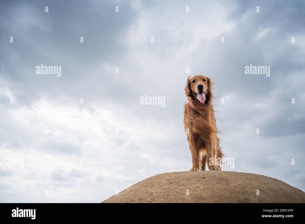 Golden retriever standing on top of the rock Stock Photo - Alamy