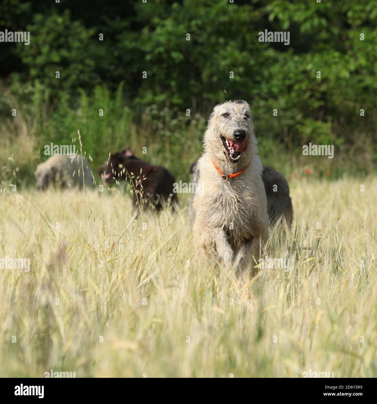 Amazing irish wolfhounds running together in nature Stock Photo - Alamy