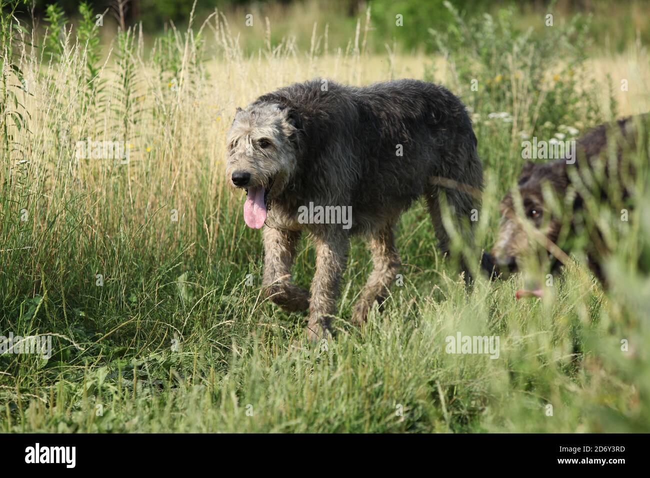 Irish wolfhound dog run in hi-res stock photography and images - Alamy