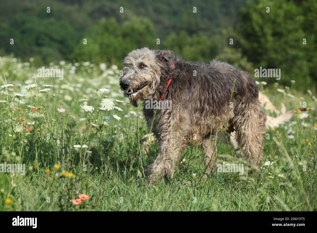 Beautiful Irish wolfhound running in summer nature Stock Photo - Alamy