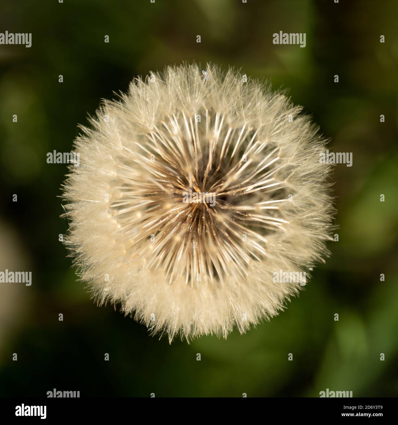 Dandelion top view hi-res stock photography and images - Alamy
