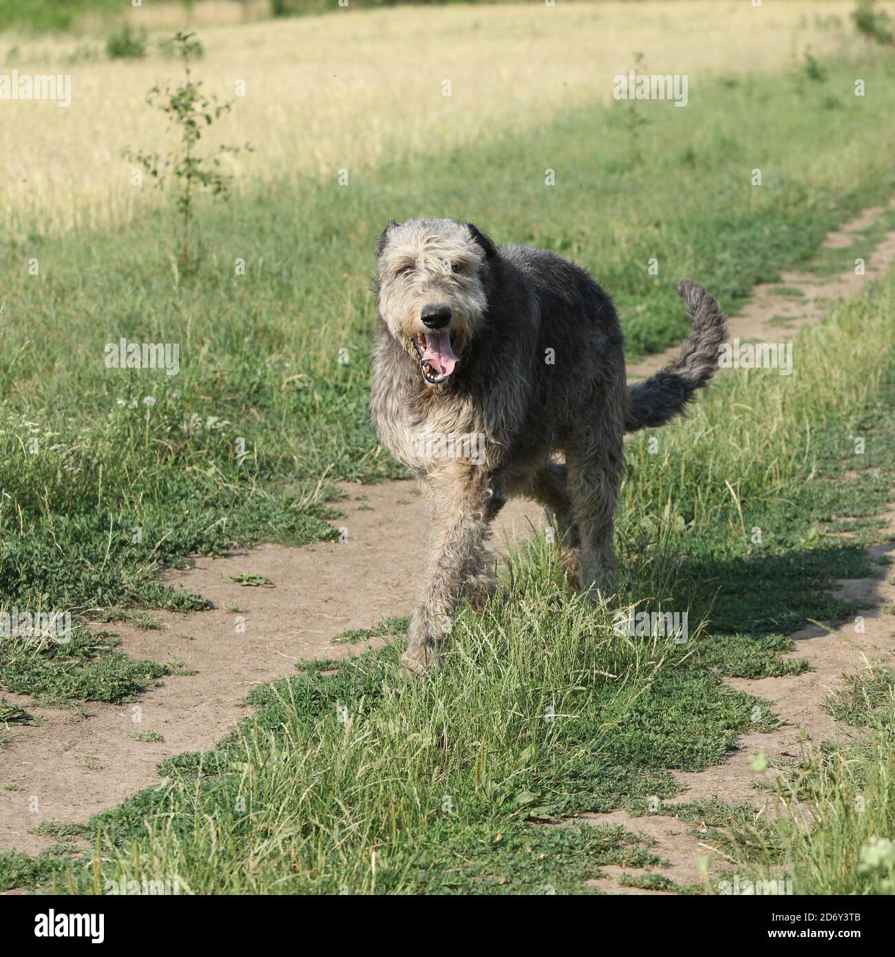 Beautiful Irish wolfhound running in summer nature Stock Photo - Alamy
