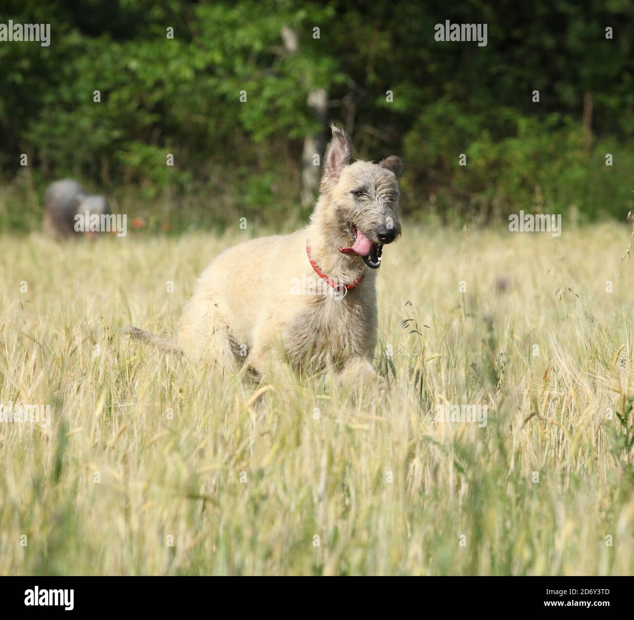 Irish wolfhound dog run in hi-res stock photography and images - Alamy
