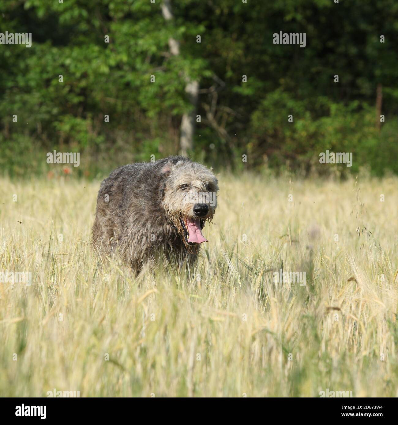 Beautiful Irish wolfhound running in summer nature Stock Photo - Alamy
