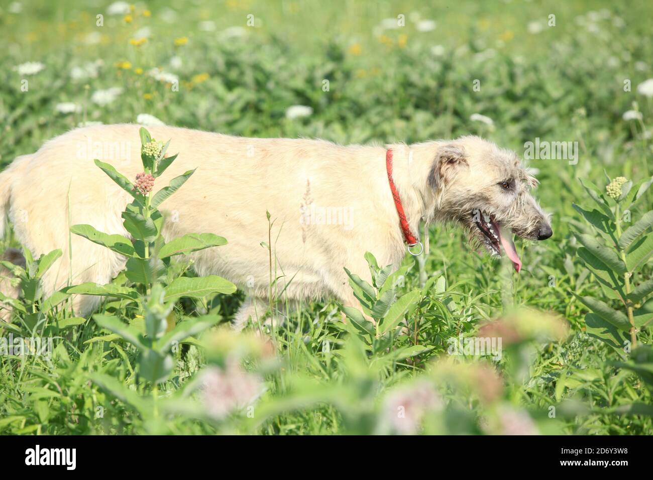 Beautiful Irish wolfhound running in summer nature Stock Photo - Alamy