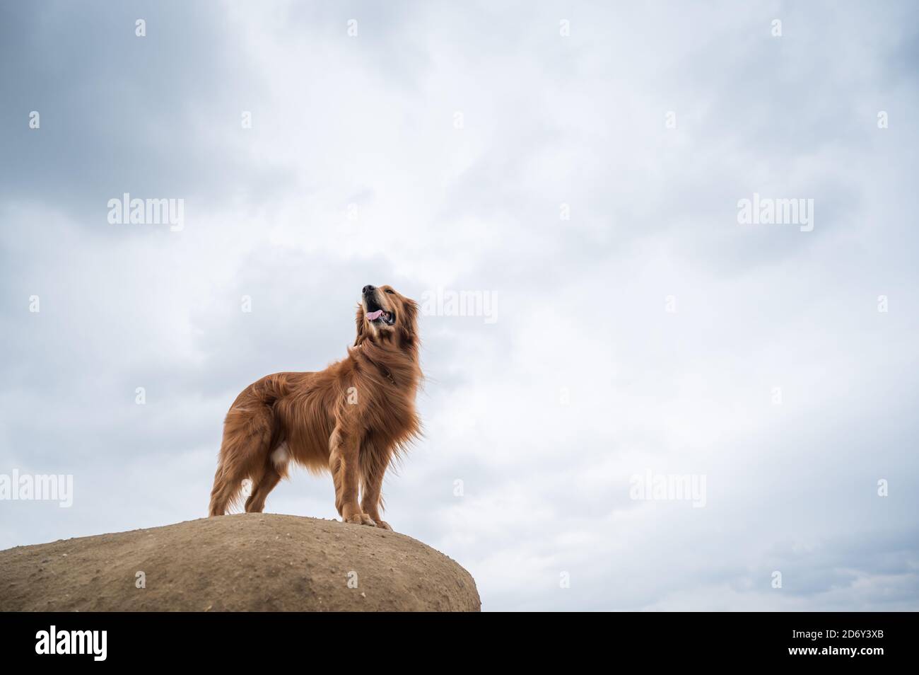Golden retriever standing on top of the rock Stock Photo - Alamy
