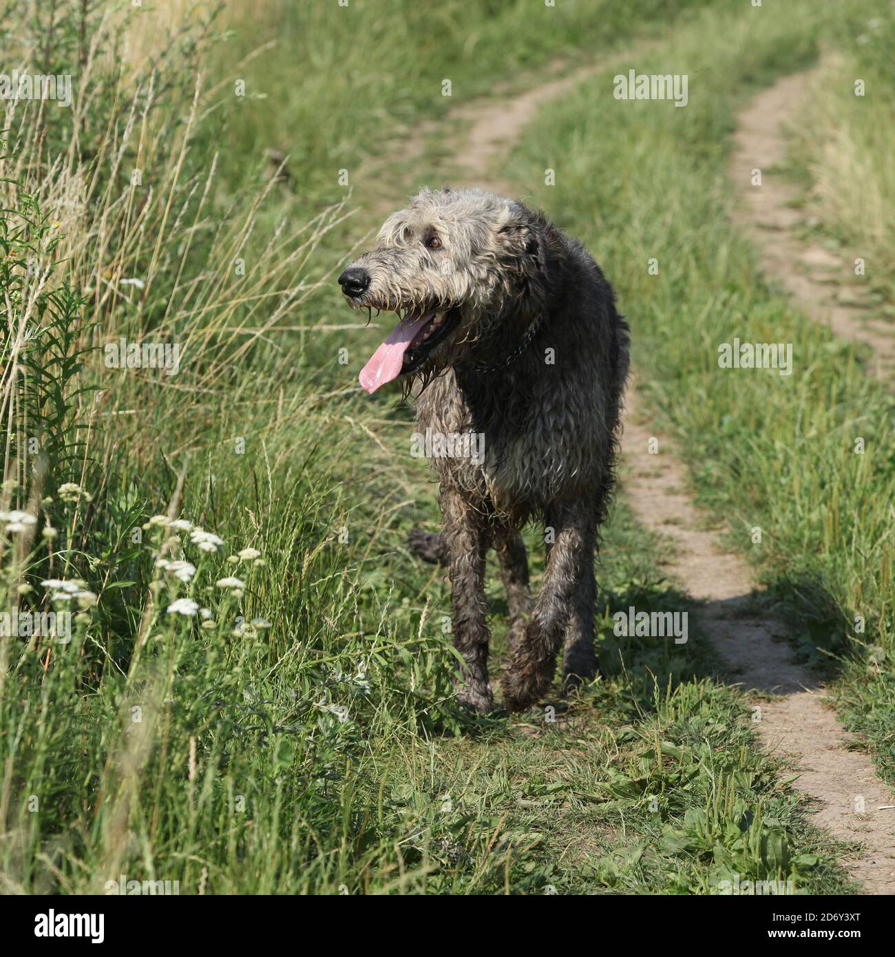 Beautiful Irish wolfhound running in summer nature Stock Photo - Alamy