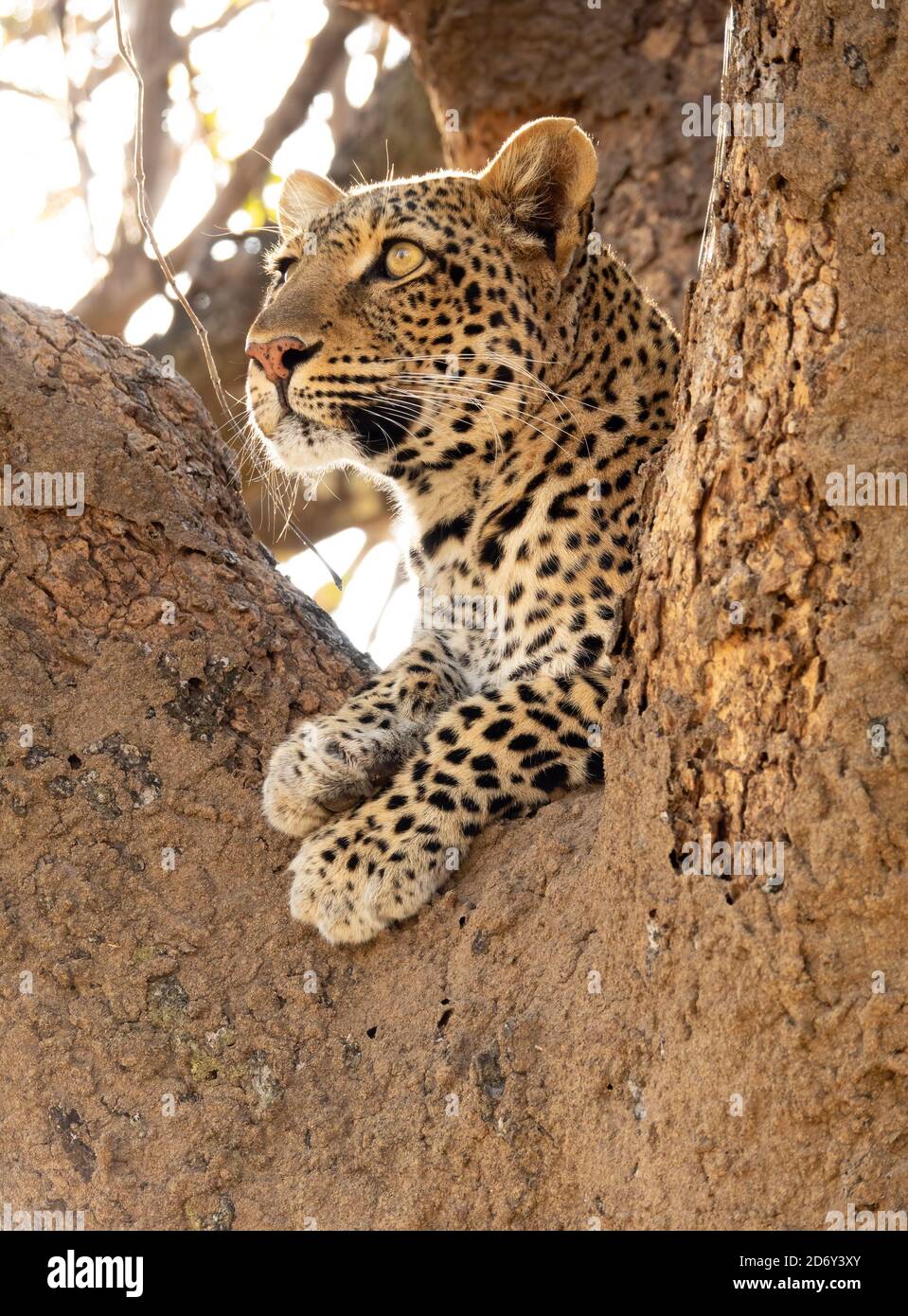 Wild leopard on top of the tree looking for preys Stock Photo - Alamy