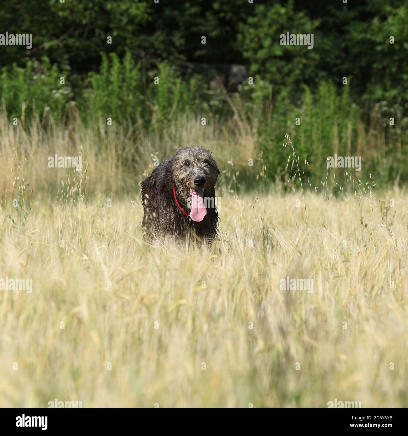 Beautiful Irish wolfhound running in summer nature Stock Photo - Alamy