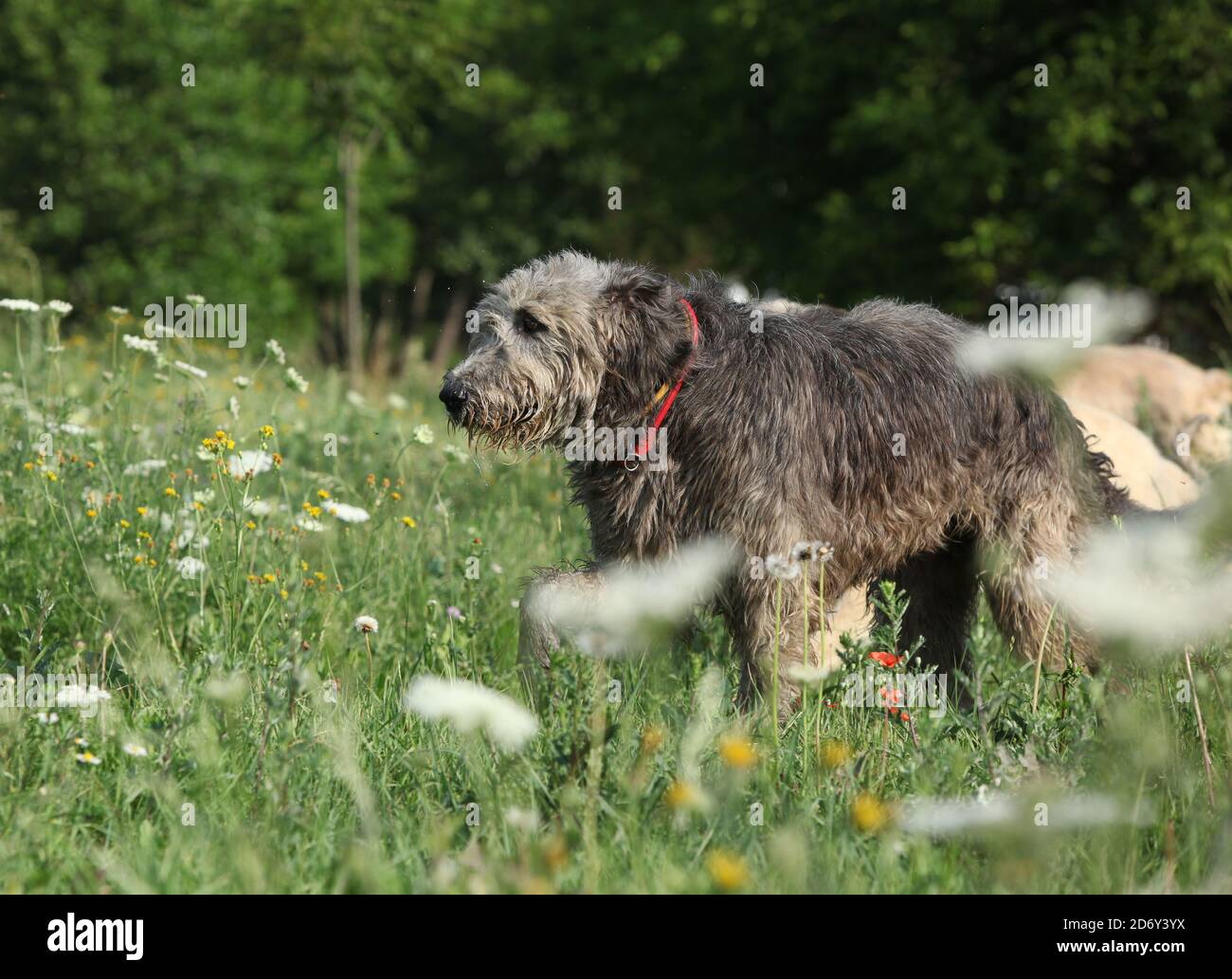 Irish wolfhound dog run in hi-res stock photography and images - Alamy