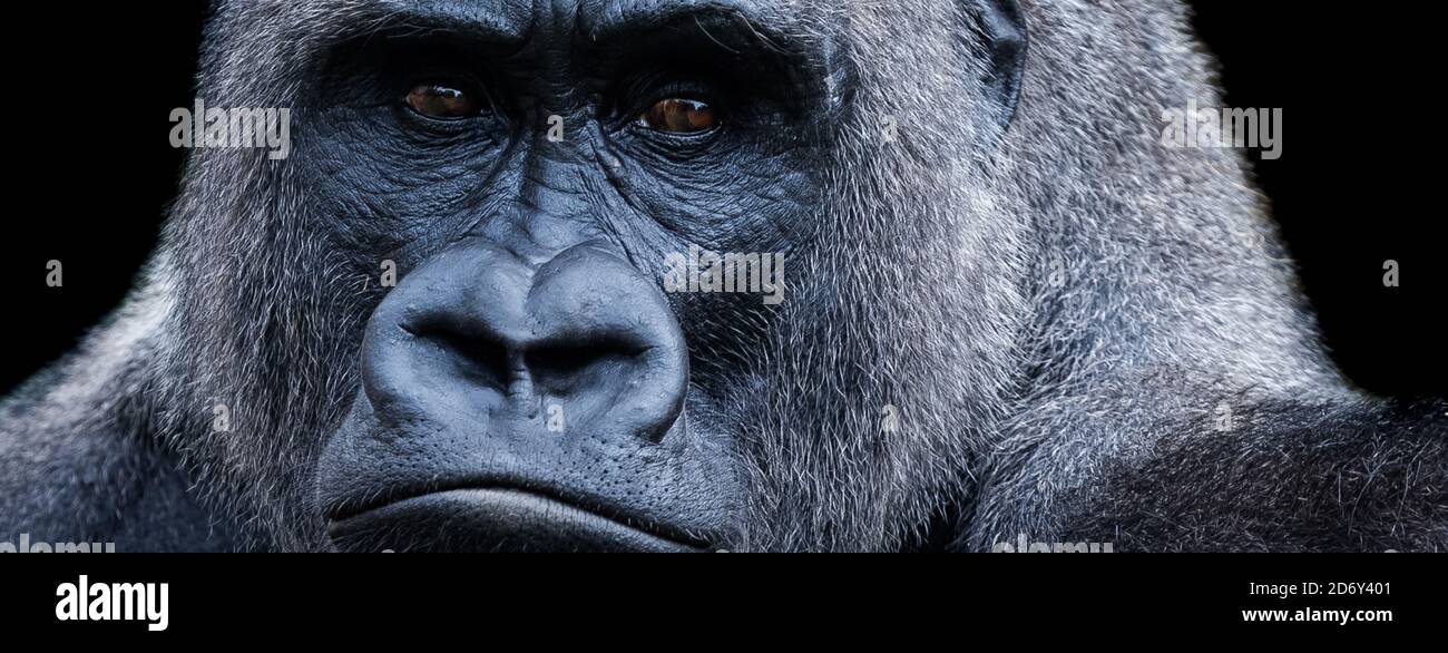 Silverback gorilla animation portrait hi-res stock photography and ...