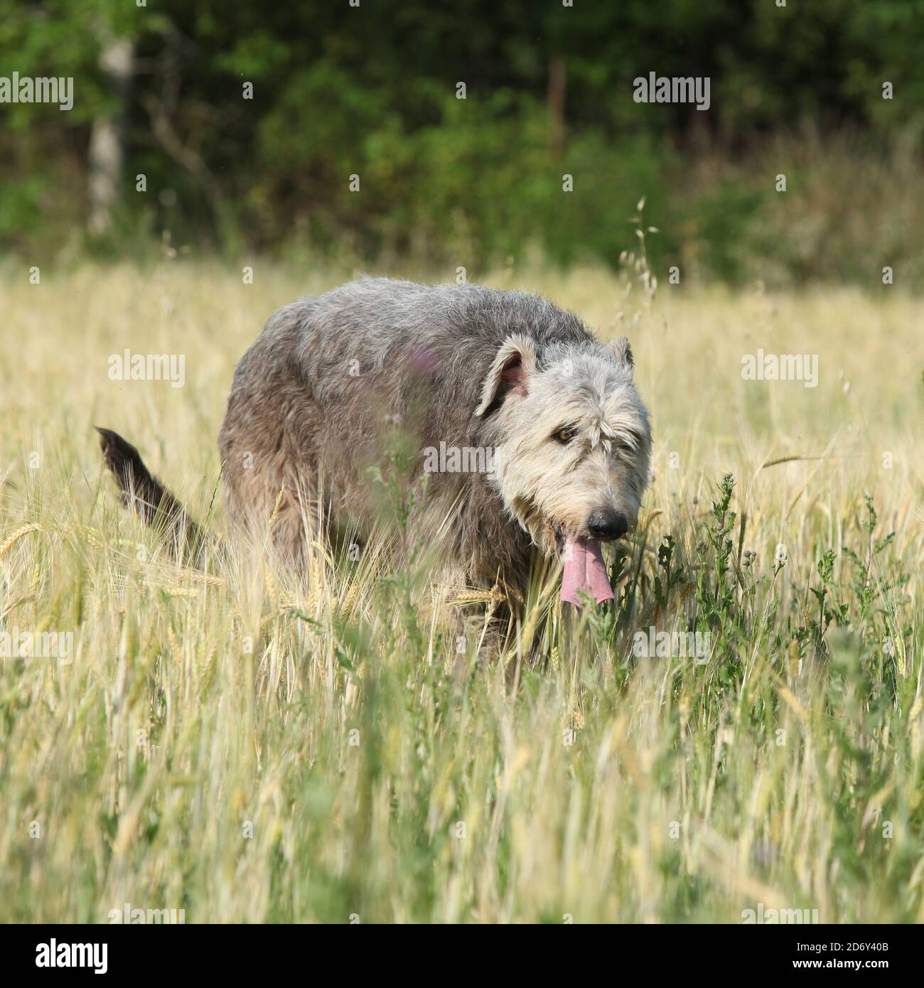 Beautiful Irish wolfhound running in summer nature Stock Photo - Alamy