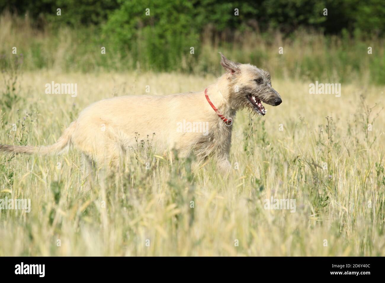 Beautiful Irish wolfhound running in summer nature Stock Photo - Alamy