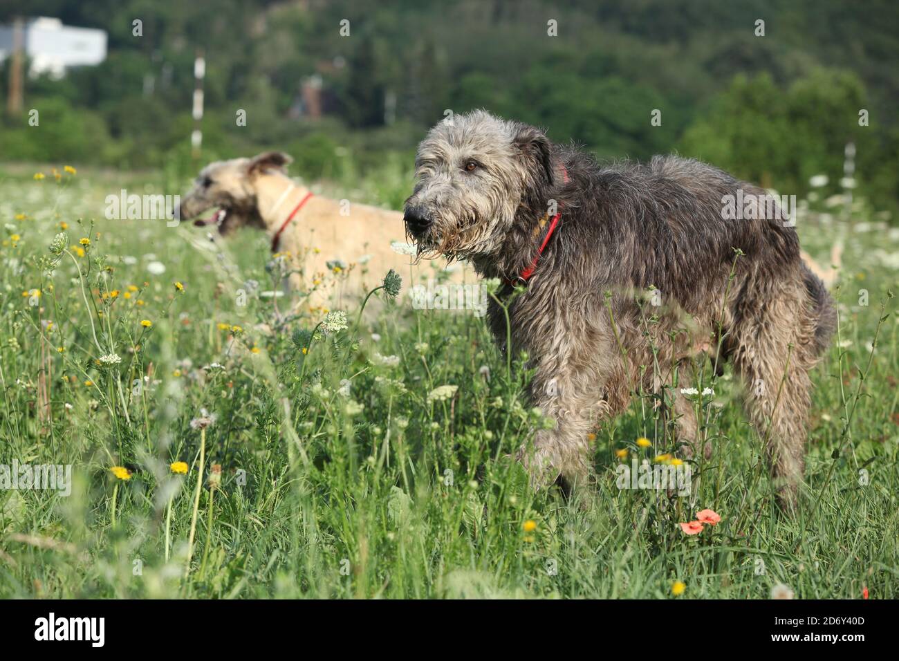 Beautiful Irish wolfhound running in summer nature Stock Photo - Alamy
