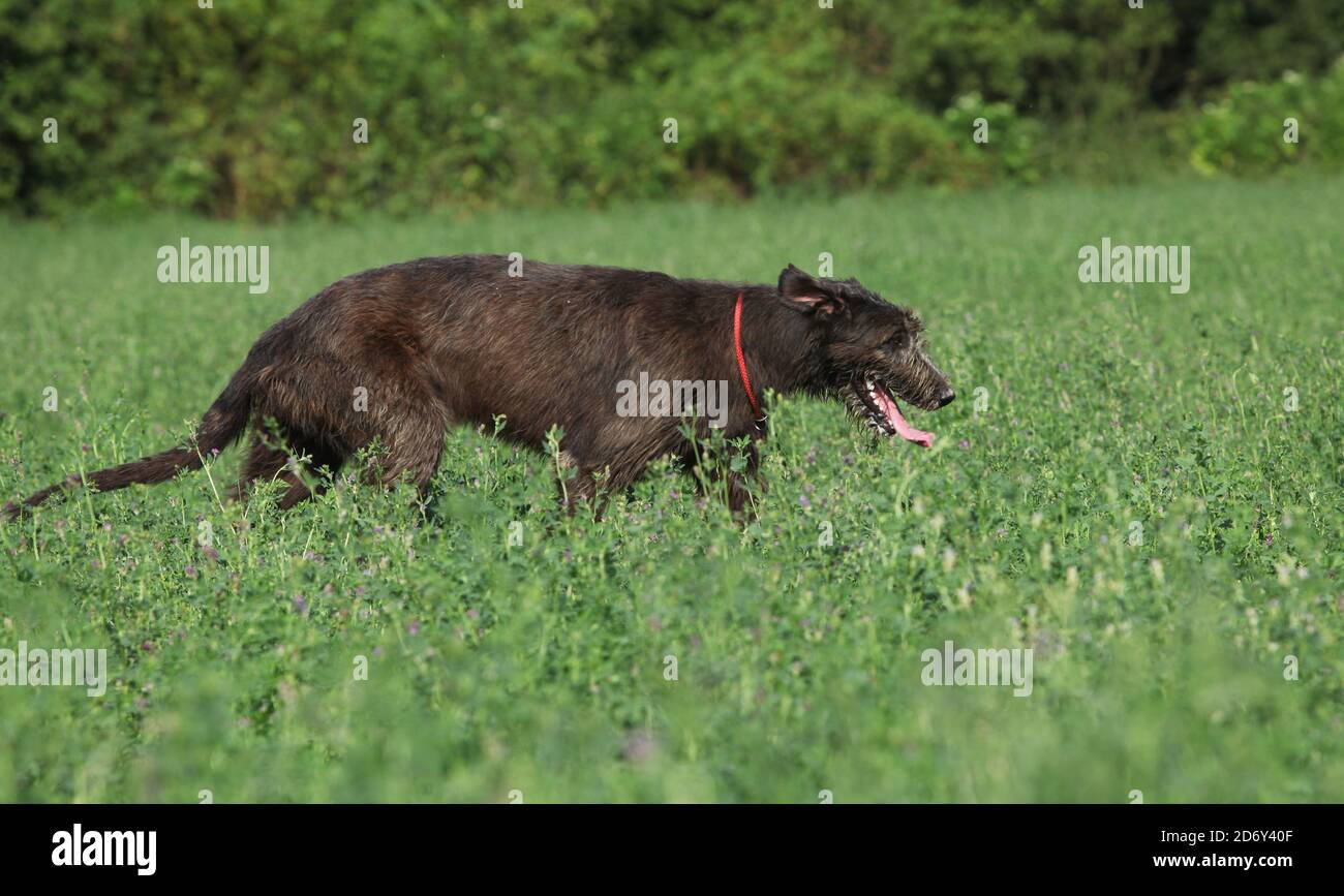 Beautiful Irish wolfhound running in summer nature Stock Photo - Alamy
