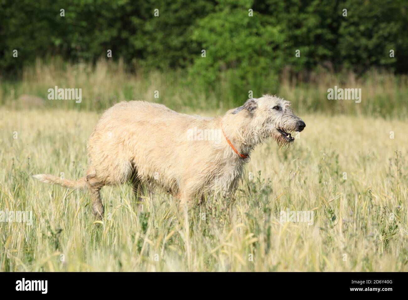 Beautiful Irish wolfhound running in summer nature Stock Photo - Alamy