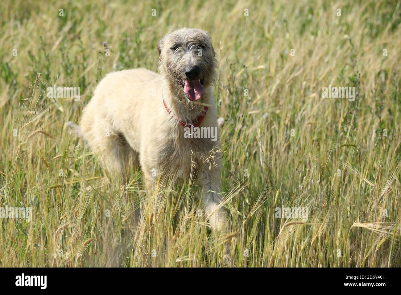 Beautiful Irish wolfhound running in summer nature Stock Photo - Alamy