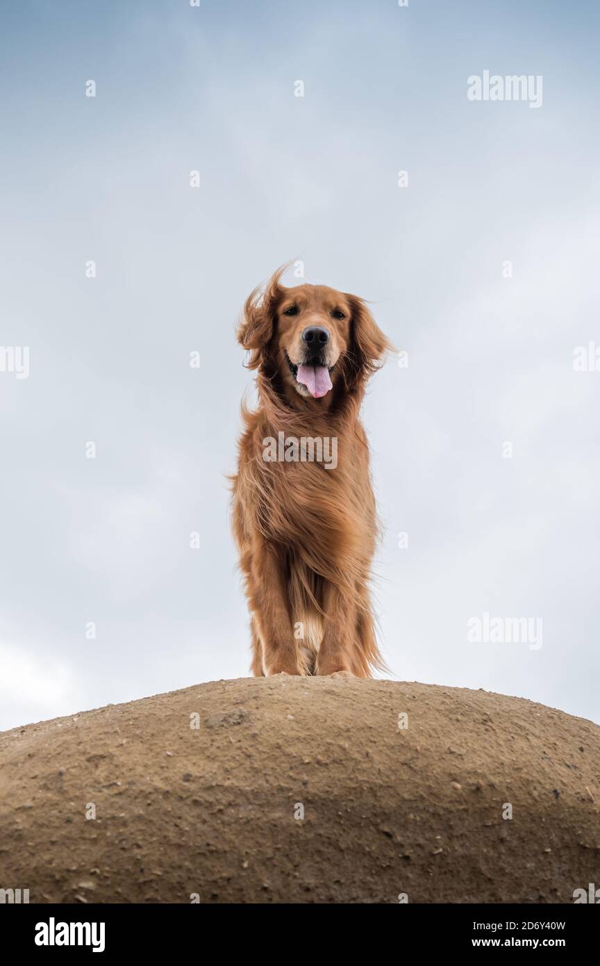 Golden retriever standing on top of the rock Stock Photo - Alamy