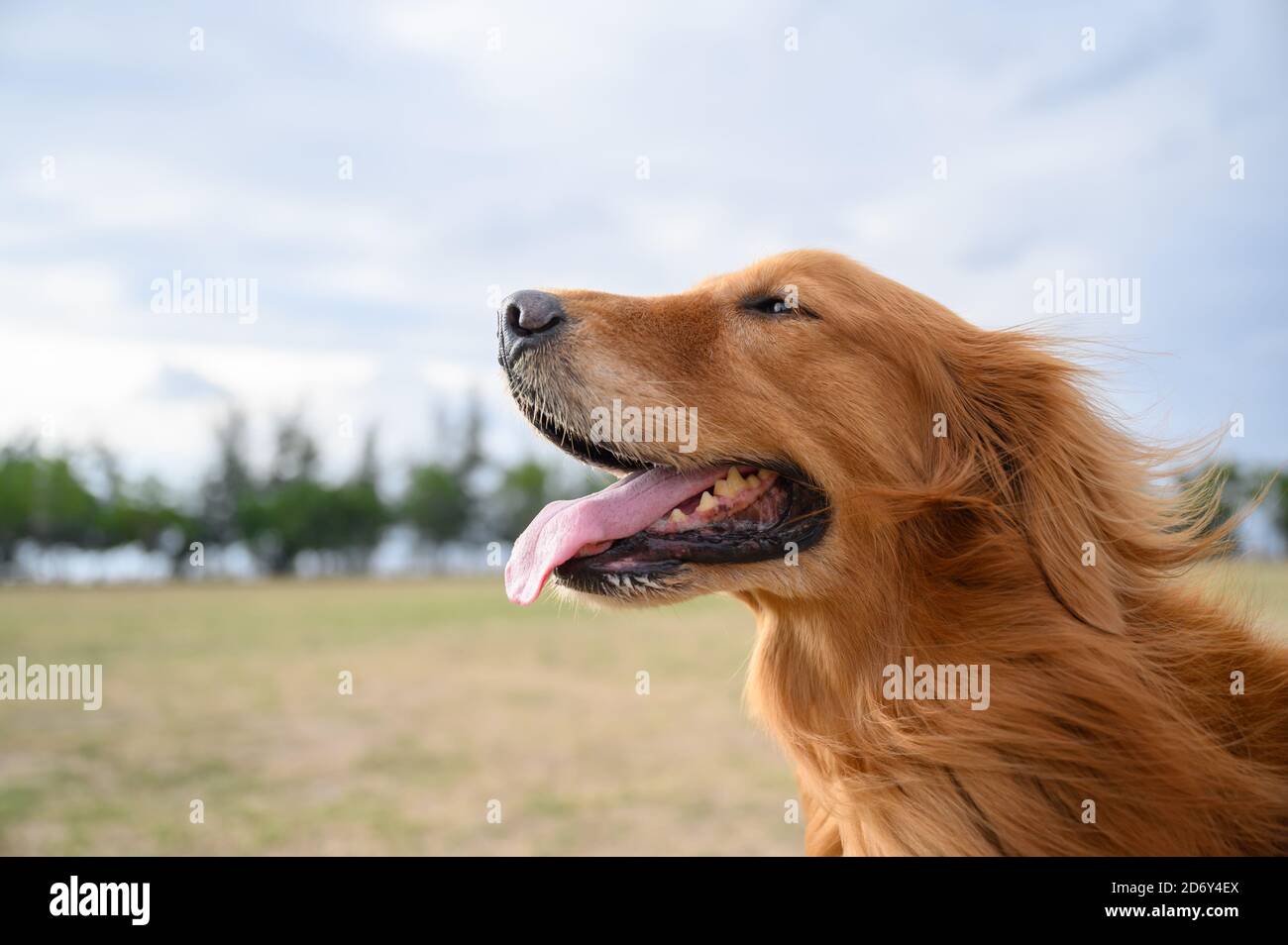 Golden Retriever head close-up shot outdoors Stock Photo - Alamy