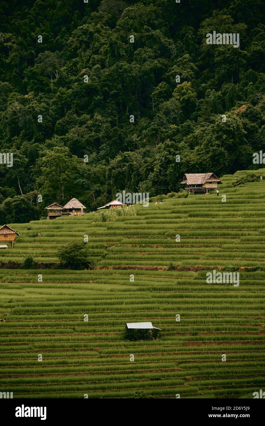 The landscape of Pa Bong Piang rice field in Chaingmai, Thailand Stock ...