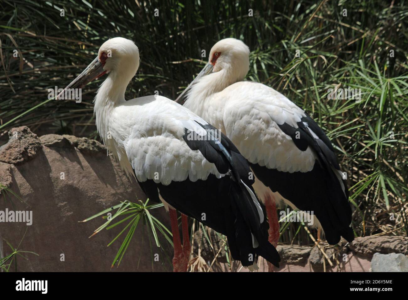 Weiss storch hi-res stock photography and images - Alamy
