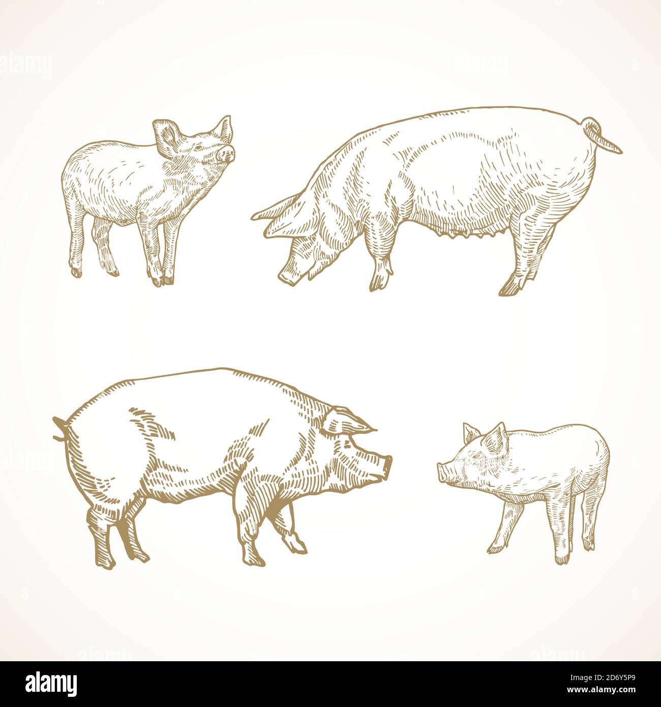 Pig, Hog and Piggies Hand Drawn Vector Illustrations Set. Abstract ...