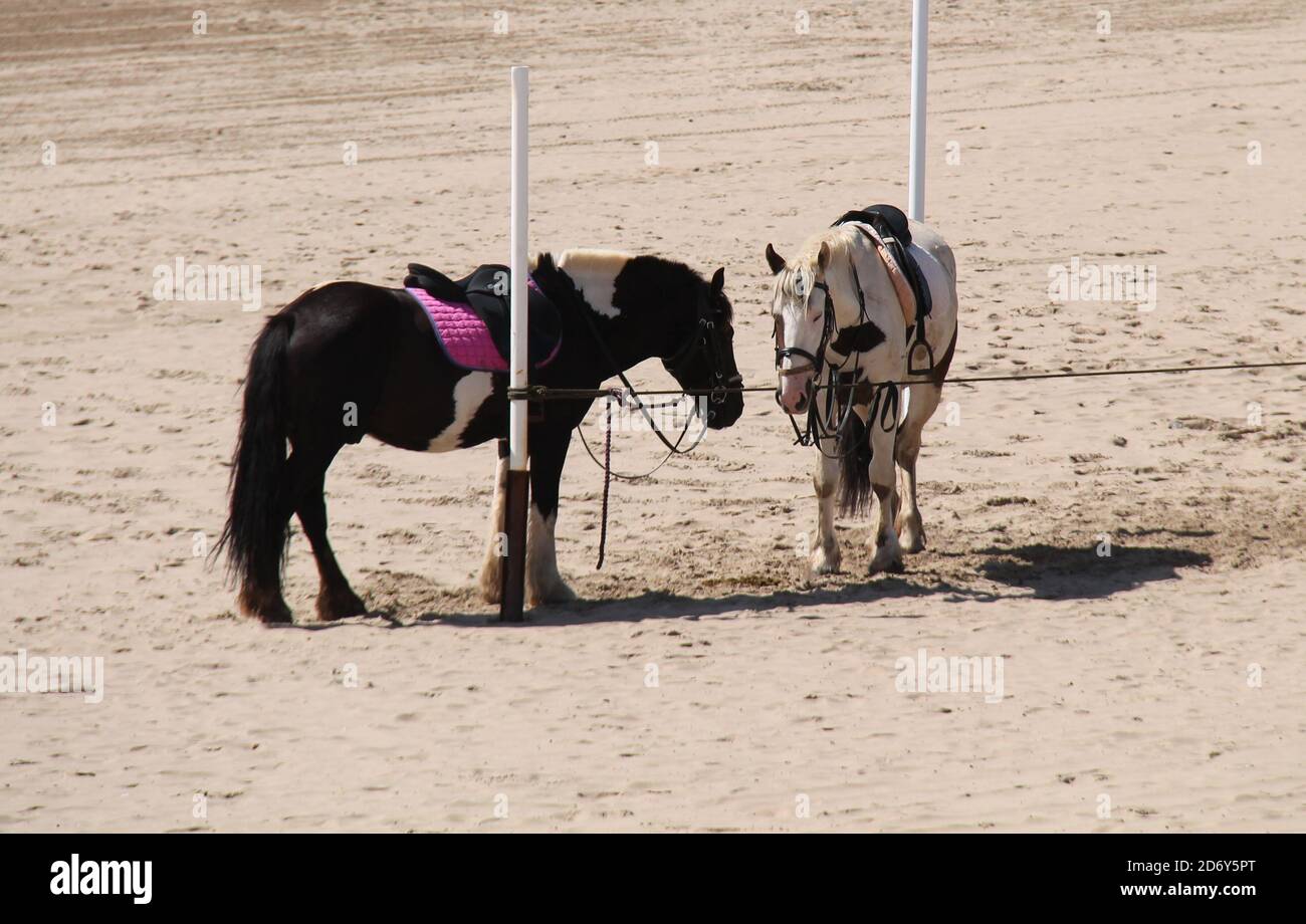 Two Pony Horses Resting Between Seaside Beach Rides Stock Photo - Alamy