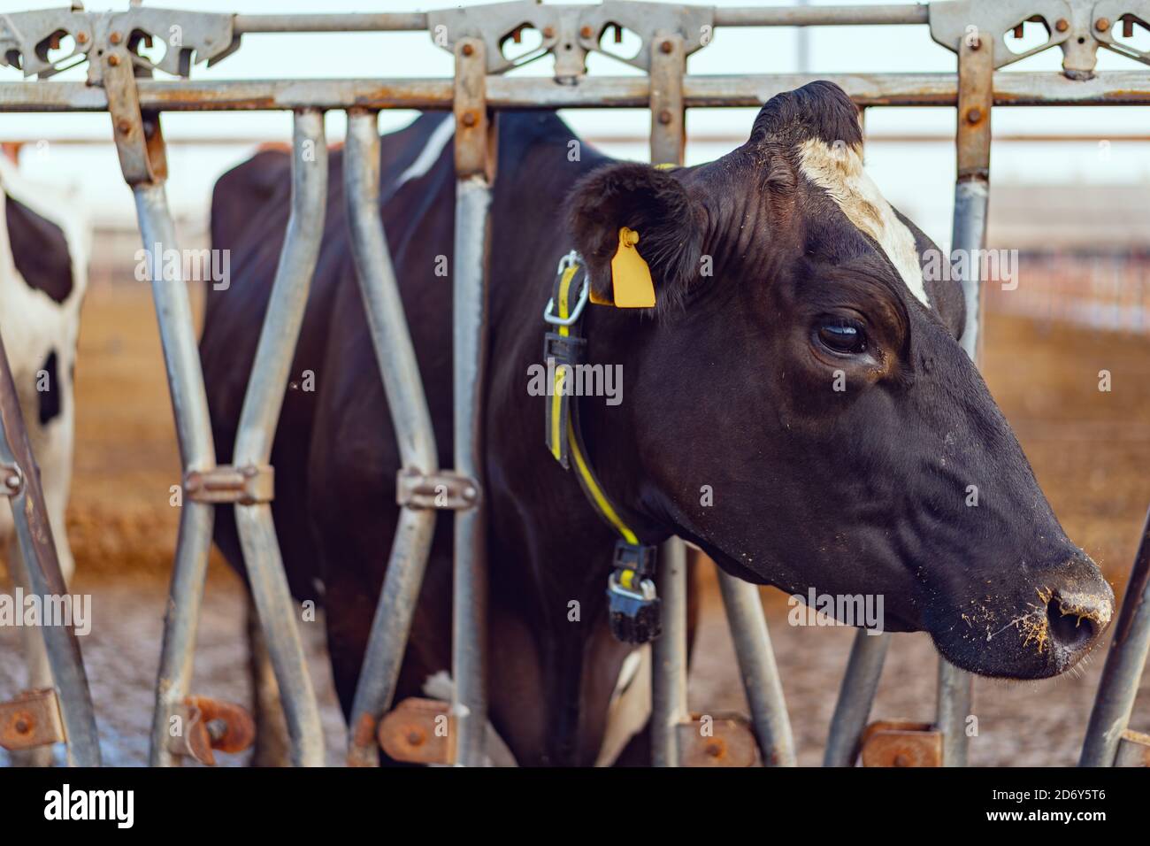 Peepng out hi-res stock photography and images - Alamy